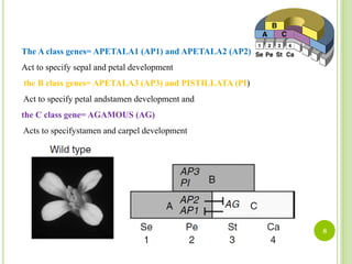 ABC model of flower development | PDF