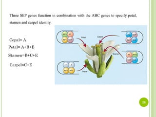 ABC model of flower development | PPT