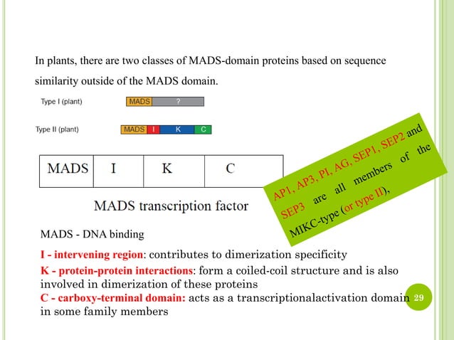 ABC model of flower development