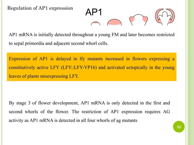 ABC model of flower development