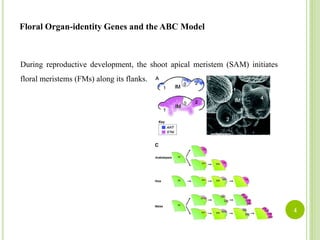 ABC model of flower development | PPT