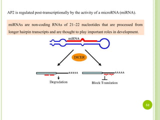 ABC model of flower development | PPT