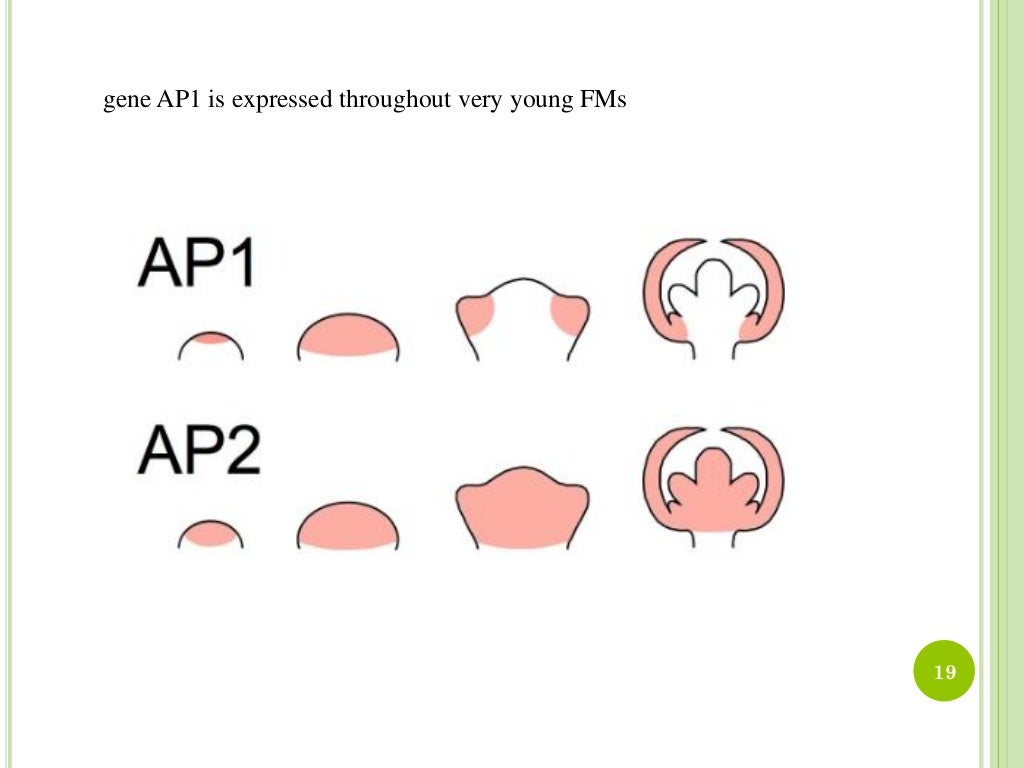 ABC model of flower development