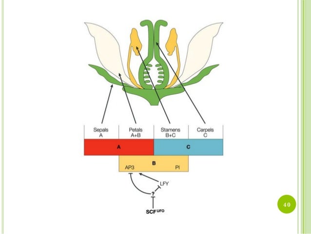 ABC model of flower development
