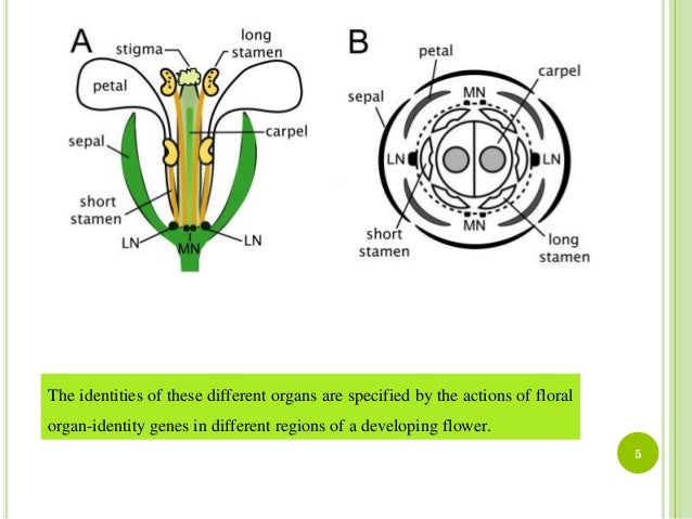 ABC model of flower development