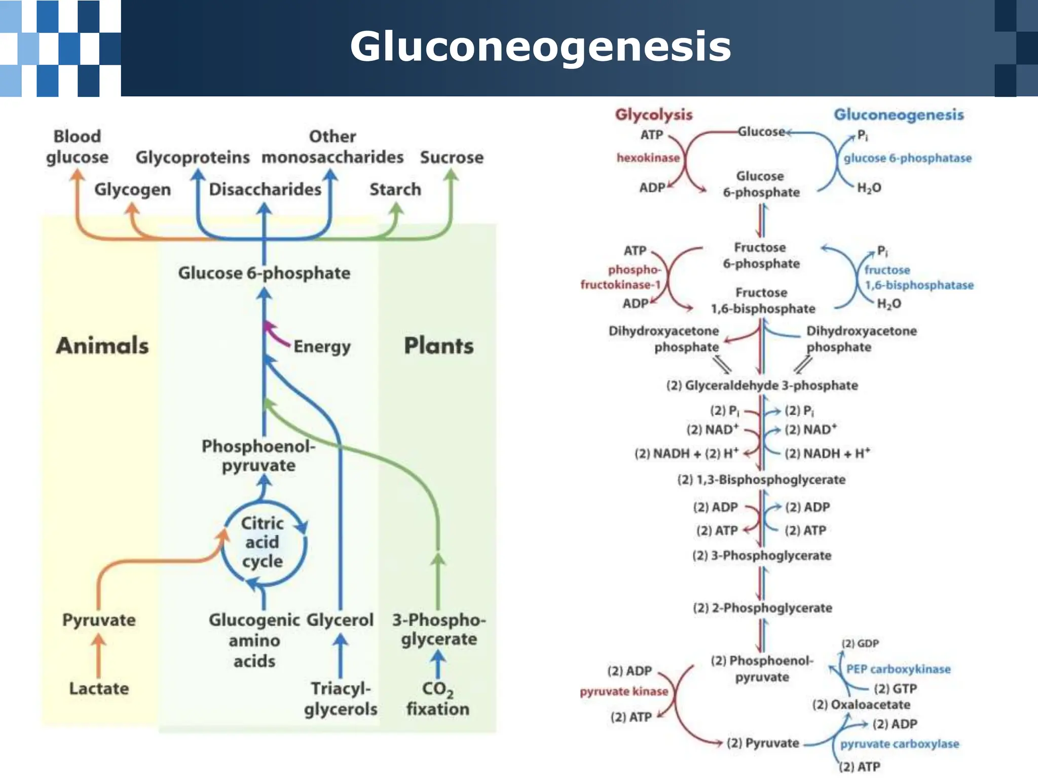 integrated metabolism (Glycolysis, Kreb cycle) | PPT