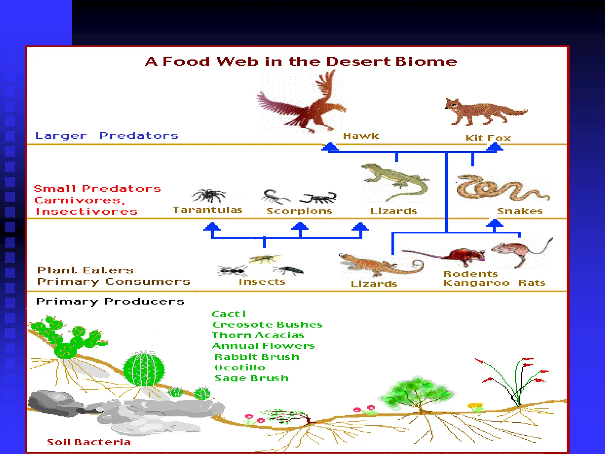 Habitat living organisms grade 3 adaptations.ppt