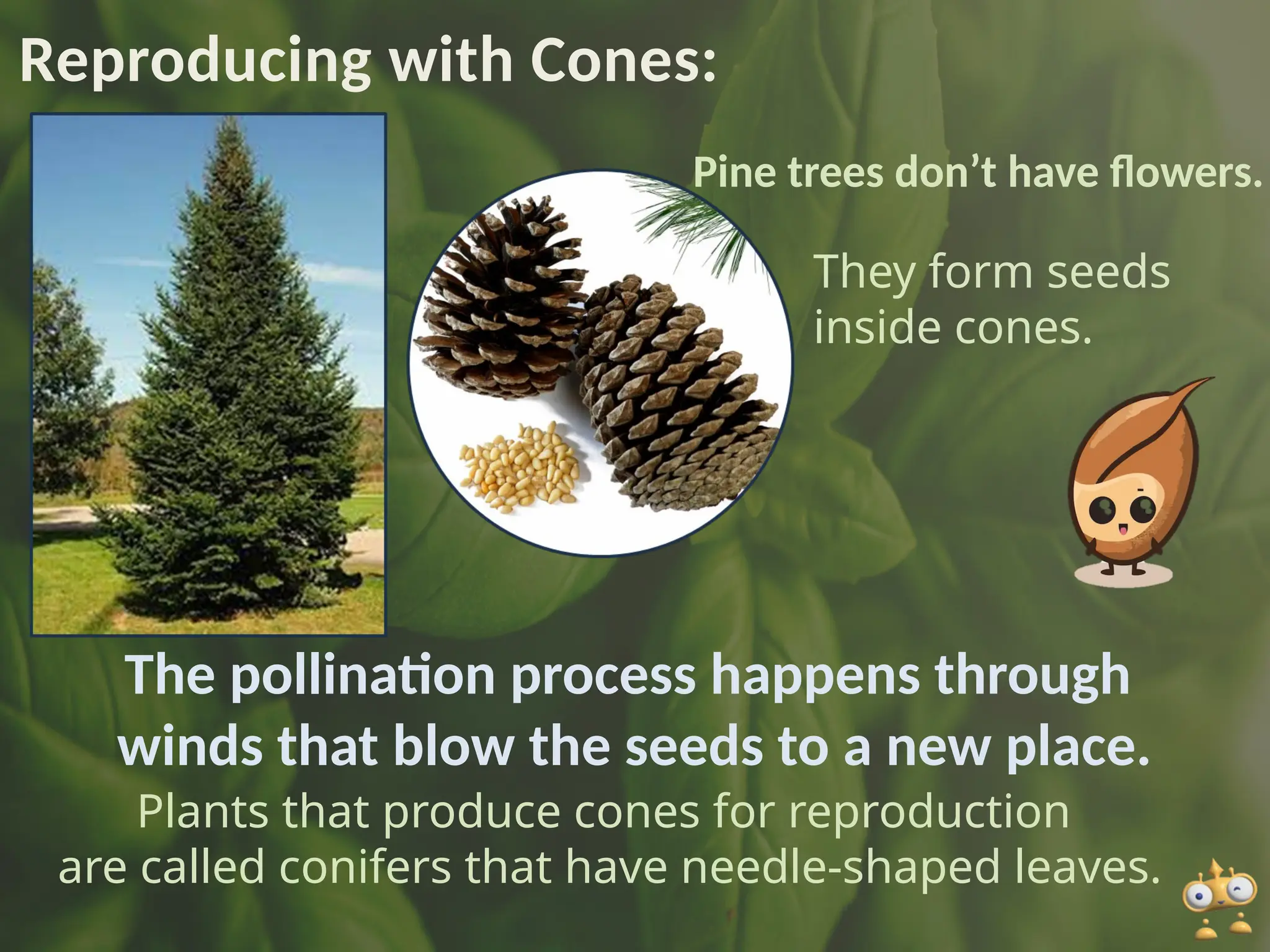 68acdda30396de908507d331-1758170782271-Plant_life_cycle (1).pptx