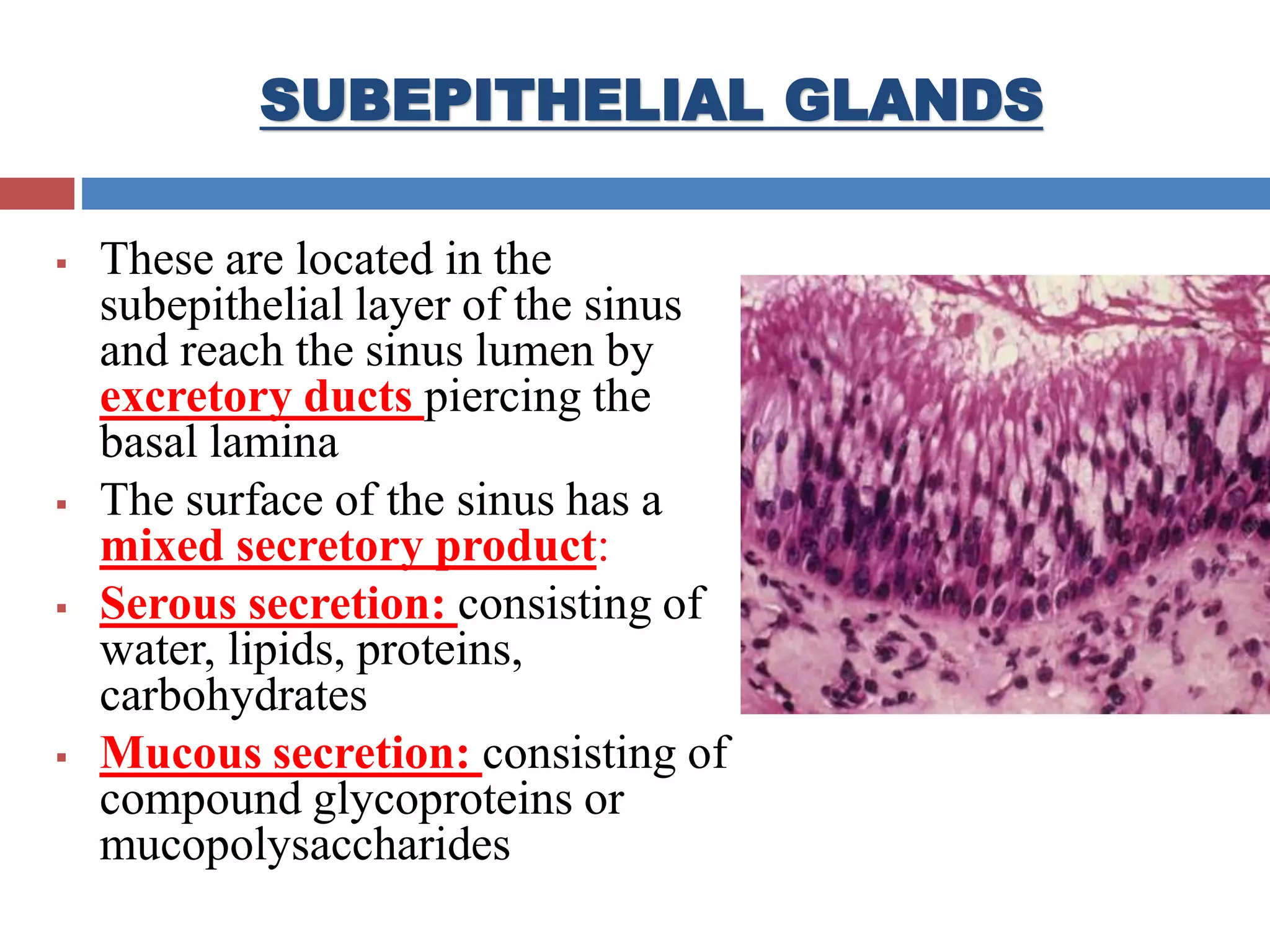 Maxillary Sinus. (Histology & Clinical Implications) | PDF
