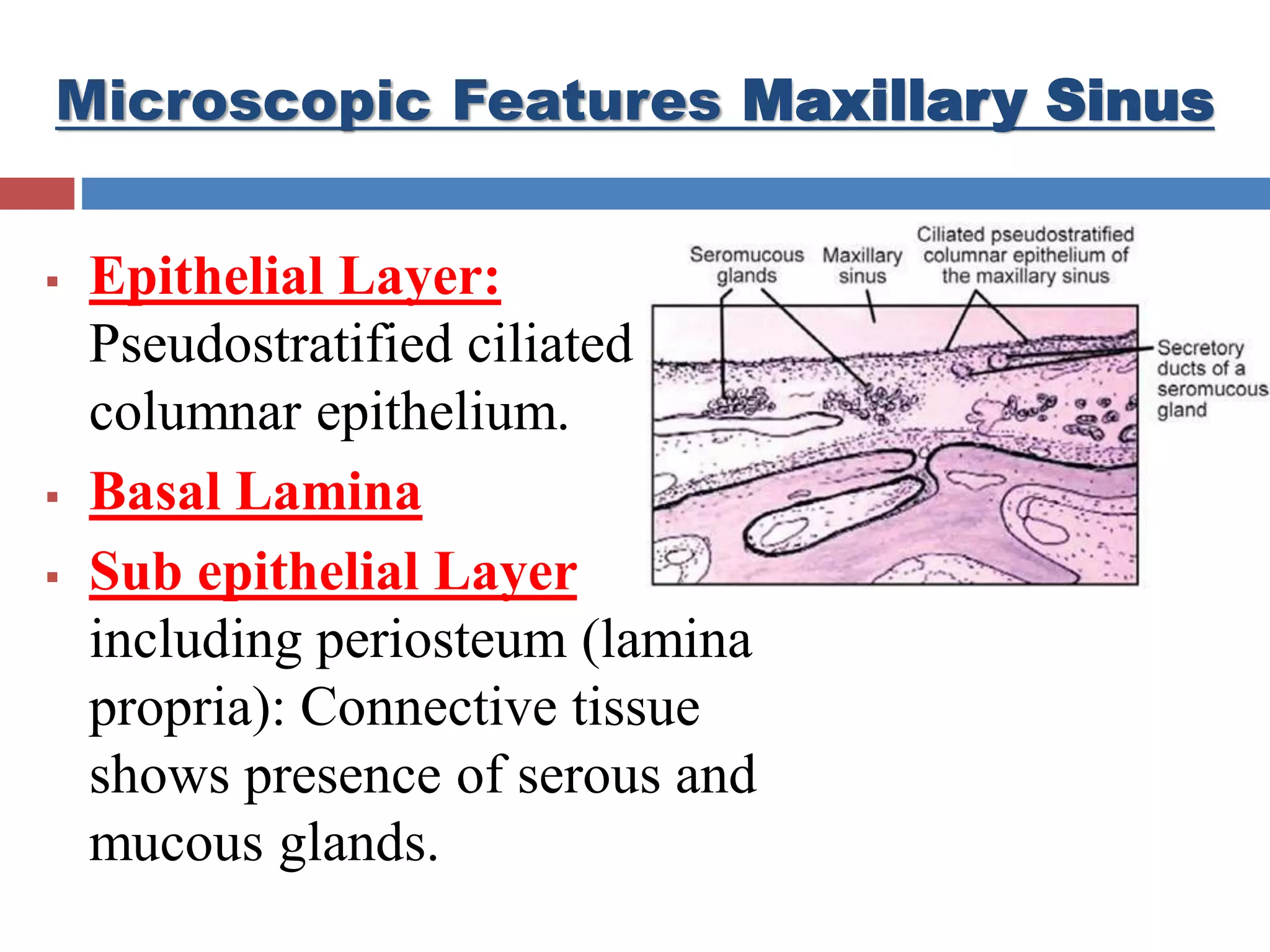Maxillary Sinus. (Histology & Clinical Implications) | PDF