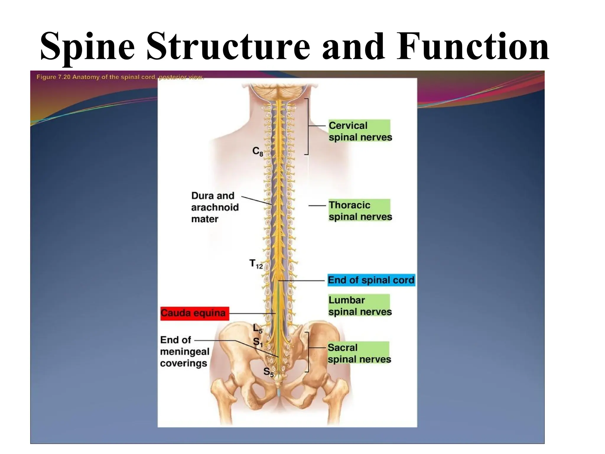 690620877-Spine-Structure-and-Function-2.ppt