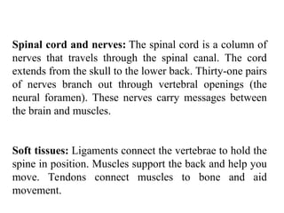 690620877-Spine-Structure-and-Function-2.ppt