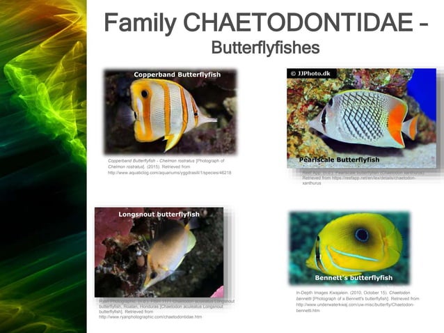 Selected Fish Families from the Order Perciformes | PPT