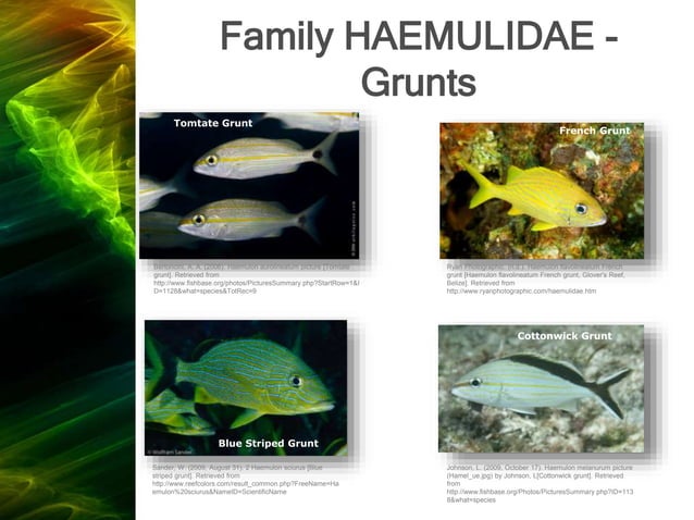 Selected Fish Families from the Order Perciformes | PPT
