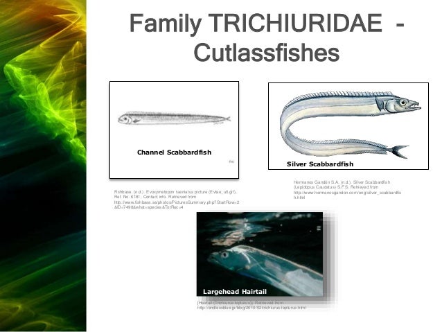 Selected Fish Families from the Order Perciformes