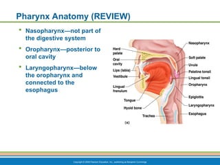 digestive system preesntation of human anatomy | PPT