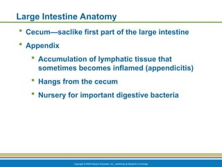 digestive system preesntation of human anatomy | PPT