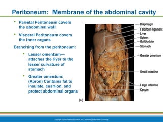 digestive system preesntation of human anatomy | PPT