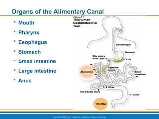 digestive system preesntation of human anatomy | PPT