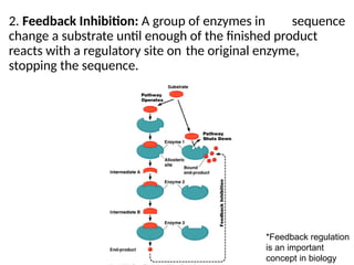 Enzyme | PDF