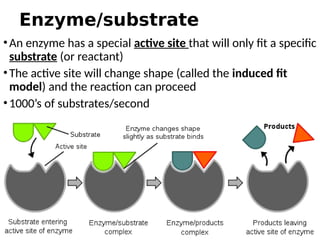 Enzyme | PDF