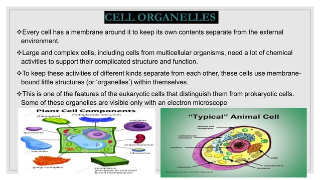 698225468-FUNDAMENTAL-UNIT-OF-LIFE-CLASS-9-PPT-1.pptx