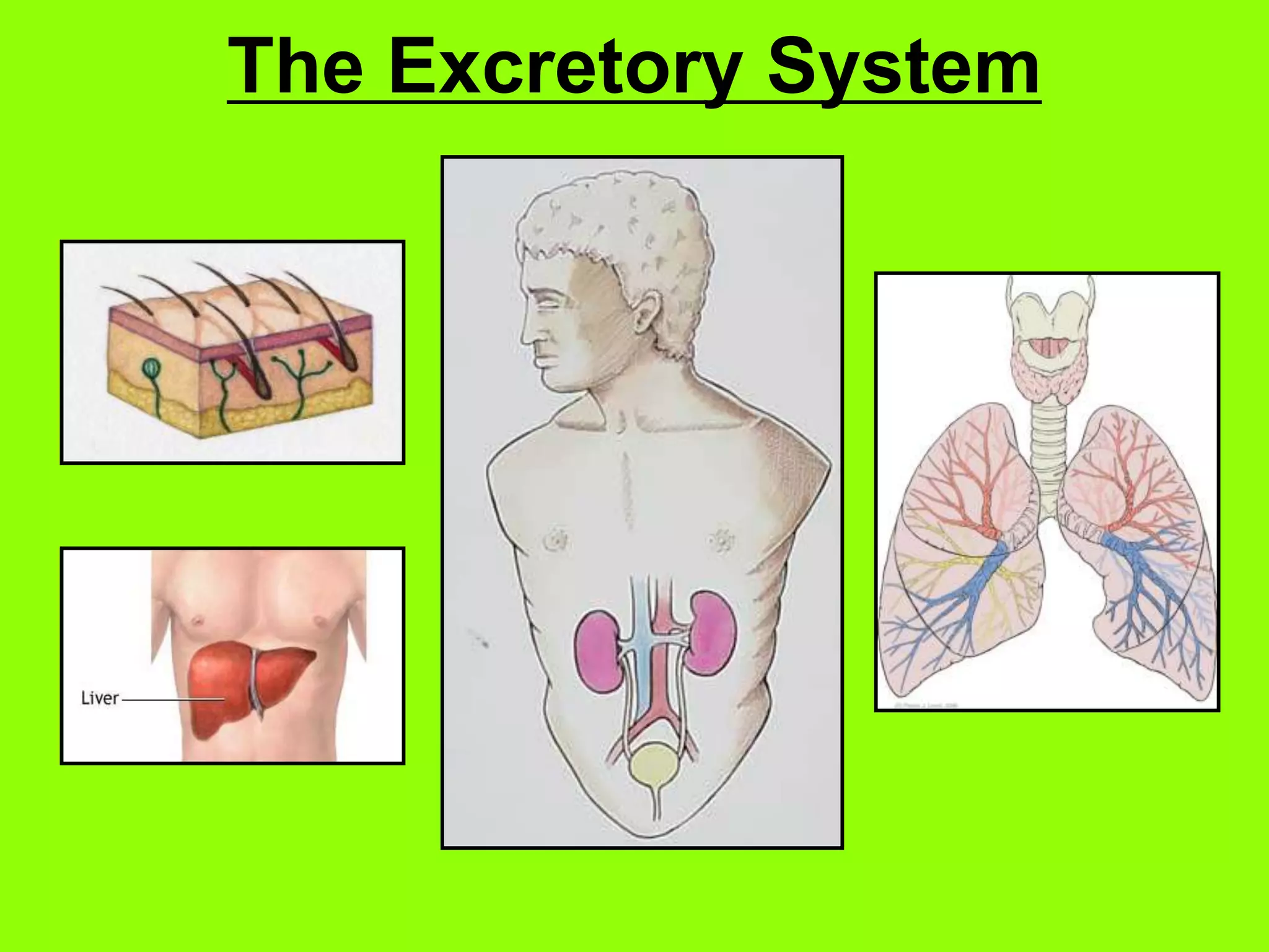 excretory system | PPT