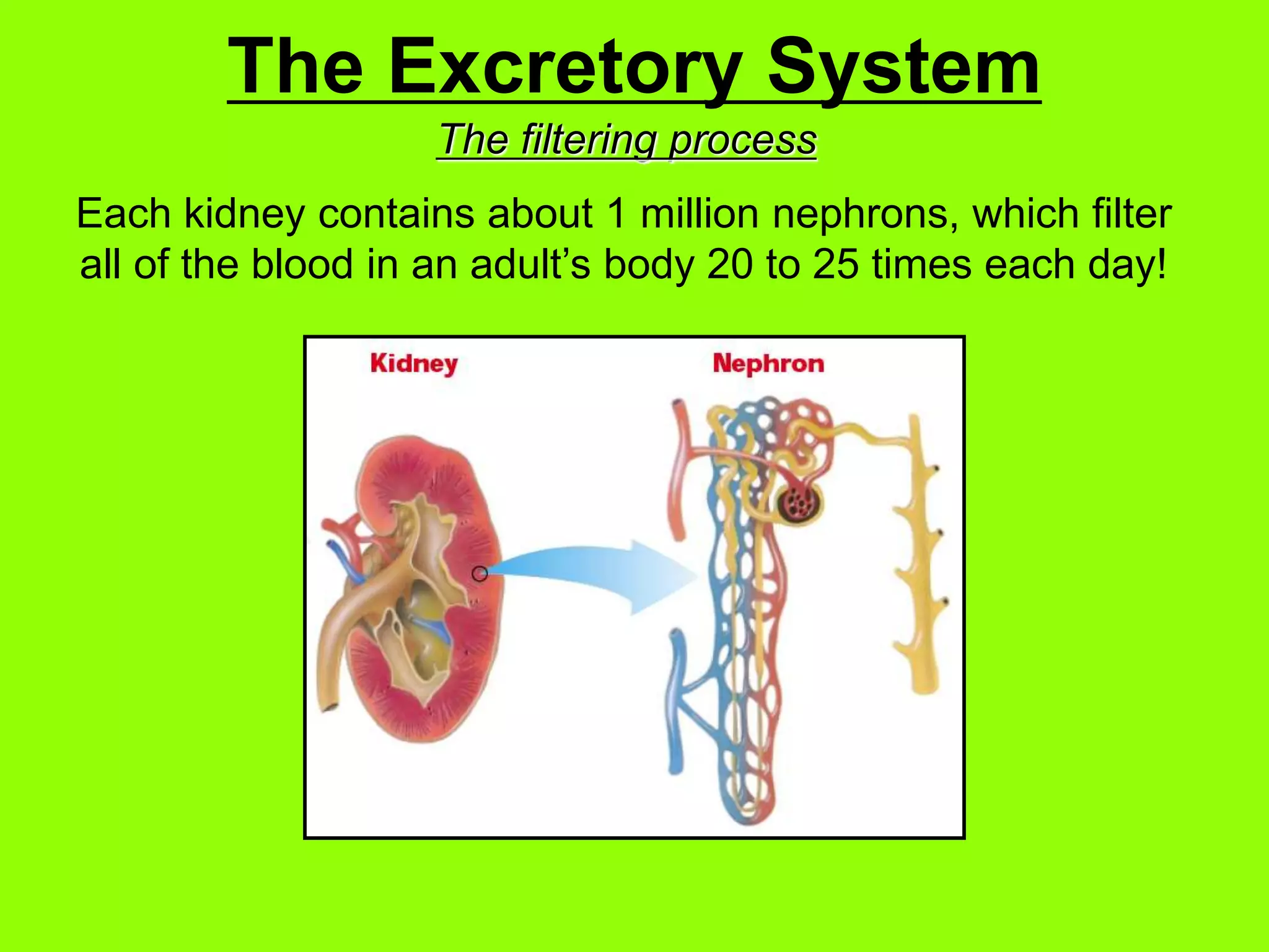 excretory system | PPT