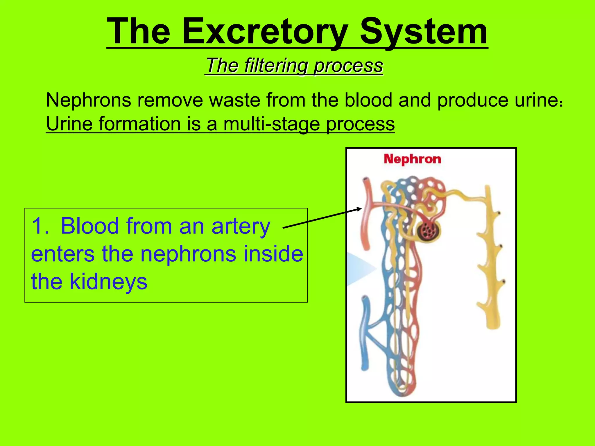 excretory system | PPT | Biological Sciences | Science