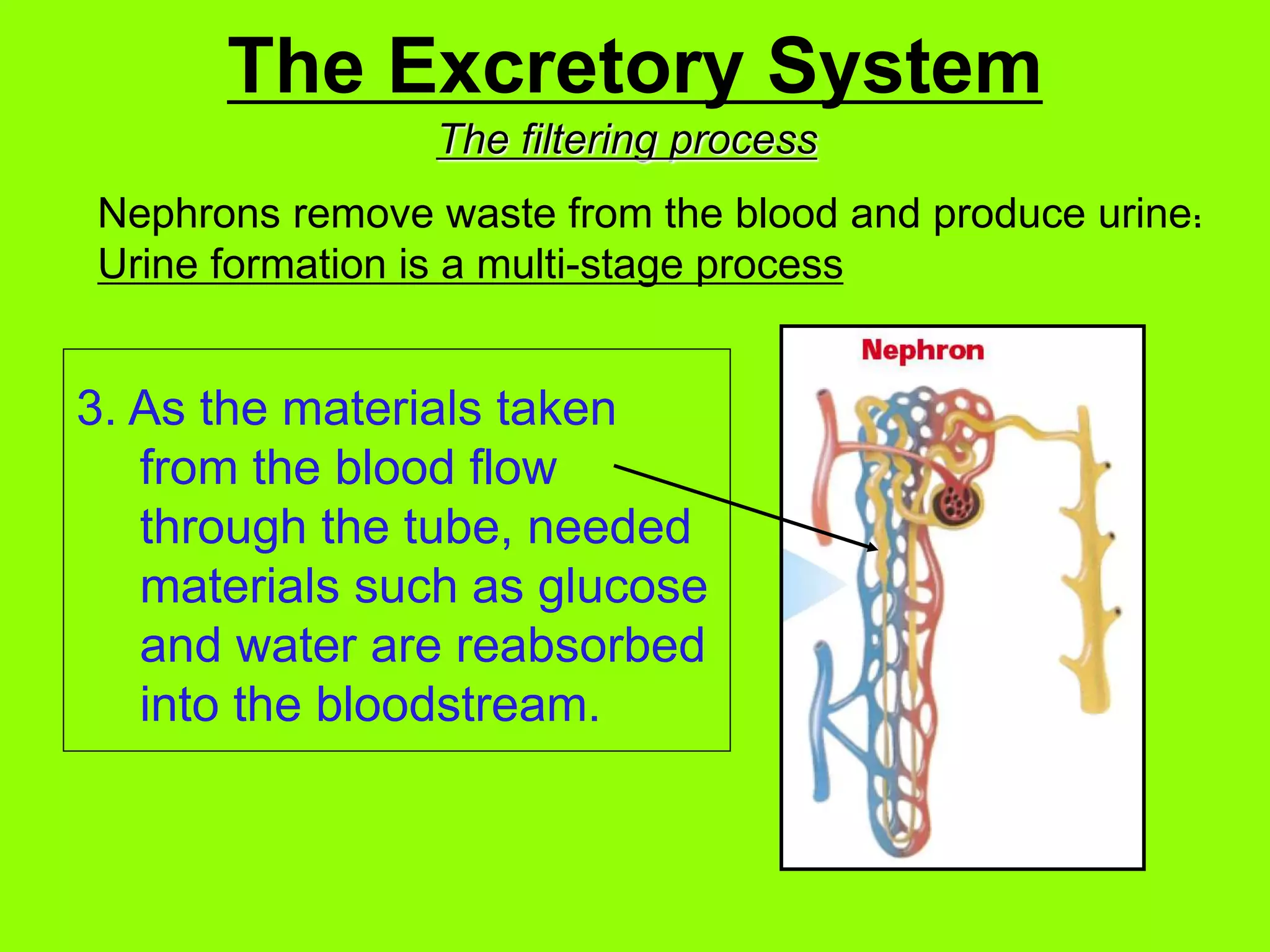 excretory system | PPT
