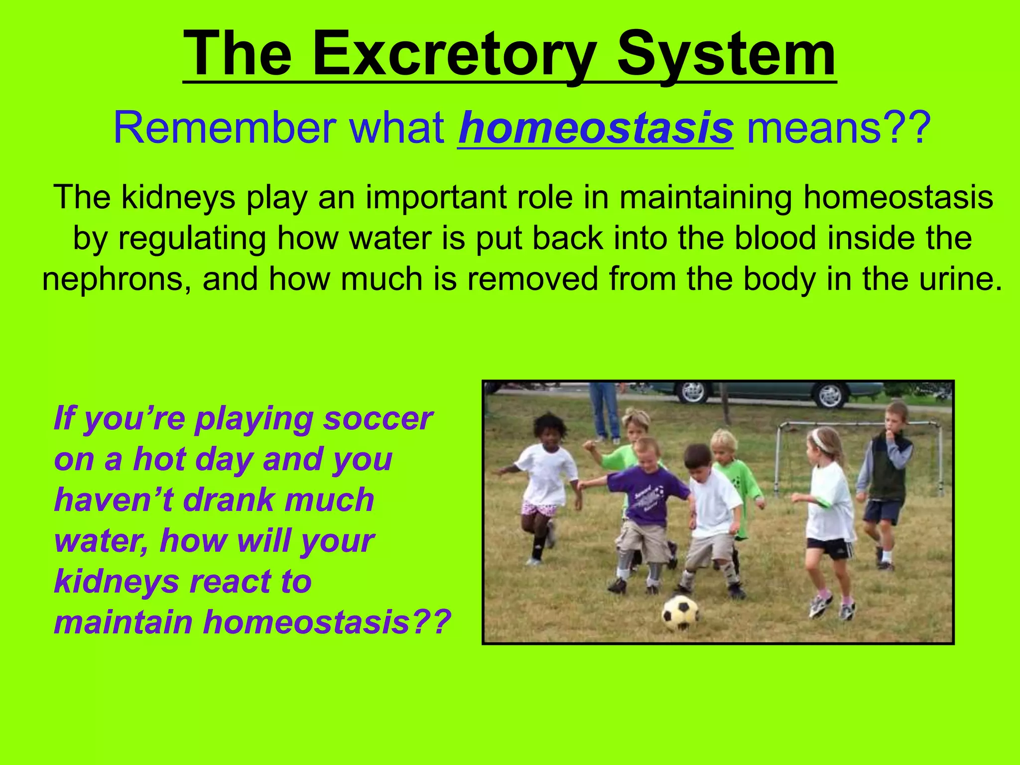 excretory system | PPT