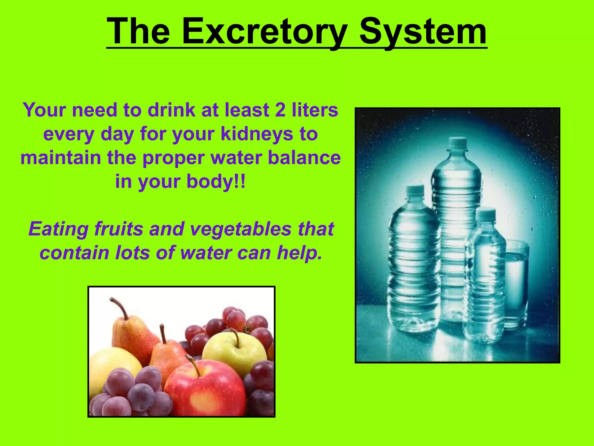 excretory system | PPT