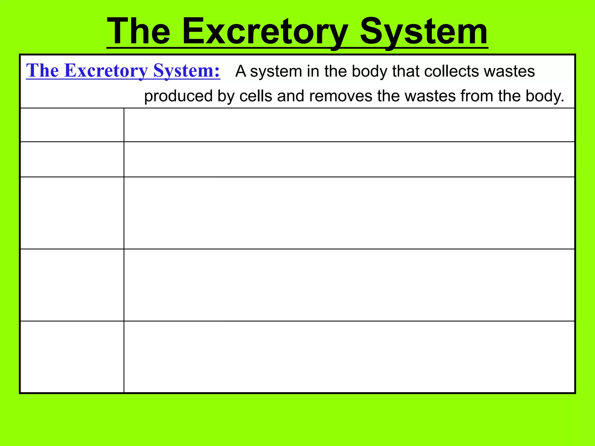 excretory system | PPT