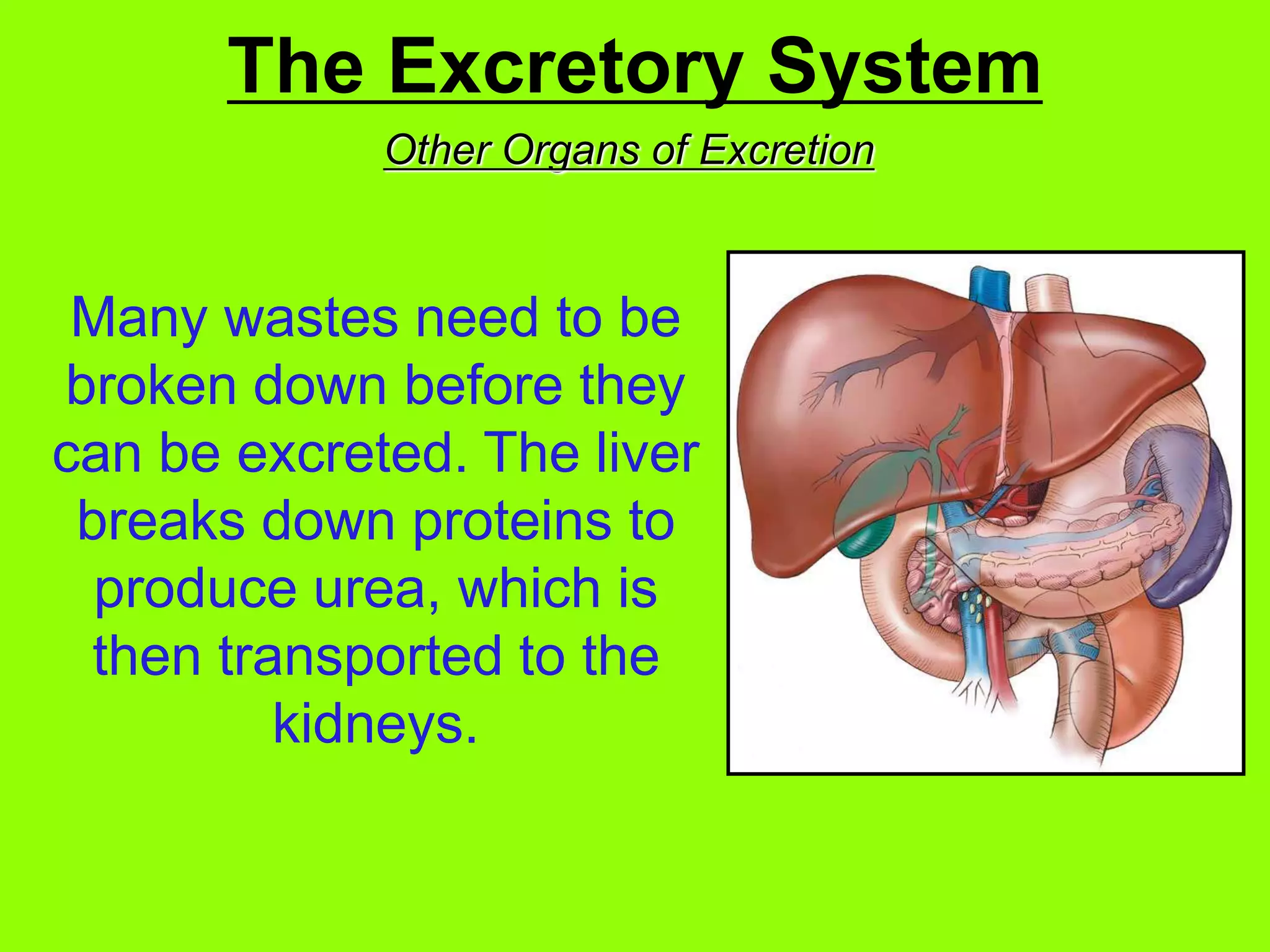 excretory system | PPT
