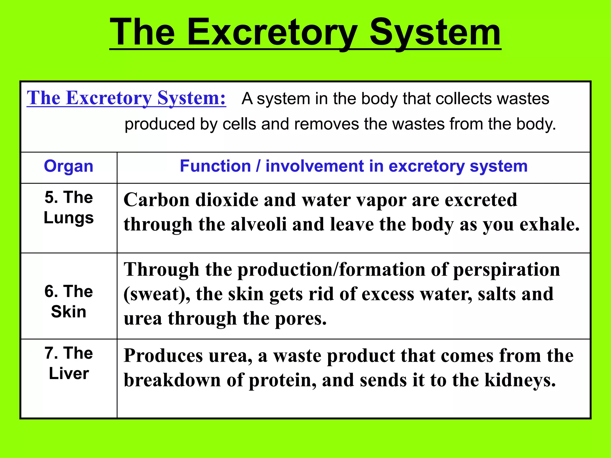 excretory system | PPT