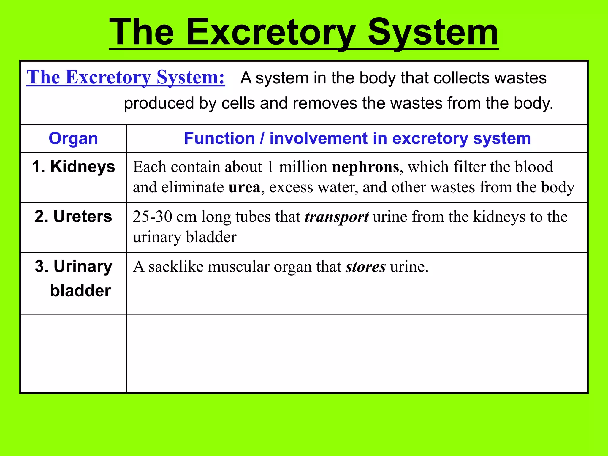 excretory system | PPT | Biological Sciences | Science