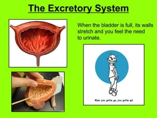 excretory system | PPT