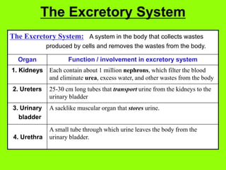 excretory system | PPT