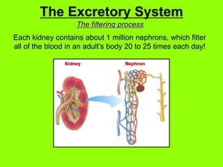 excretory system | PPT