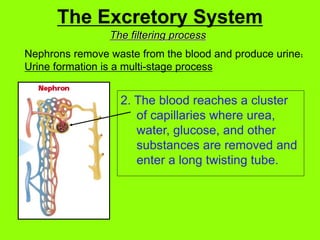 excretory system | PPT