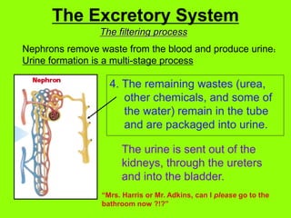 excretory system | PPT