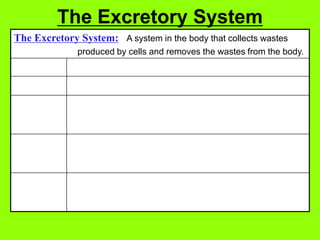 excretory system | PPT