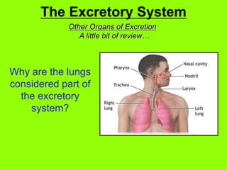 excretory system | PPT