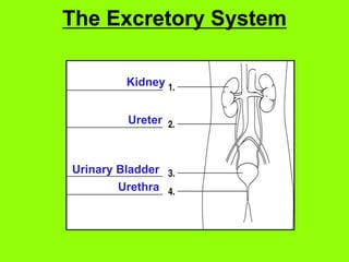 excretory system | PPT