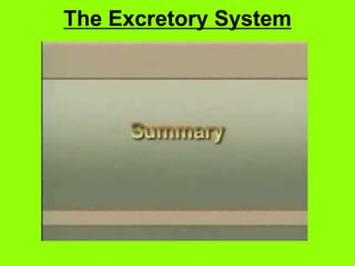 excretory system | PPT