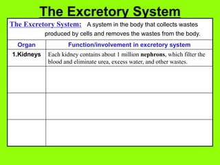 excretory system | PPT