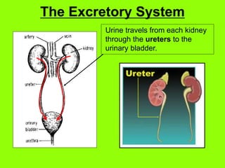 excretory system | PPT