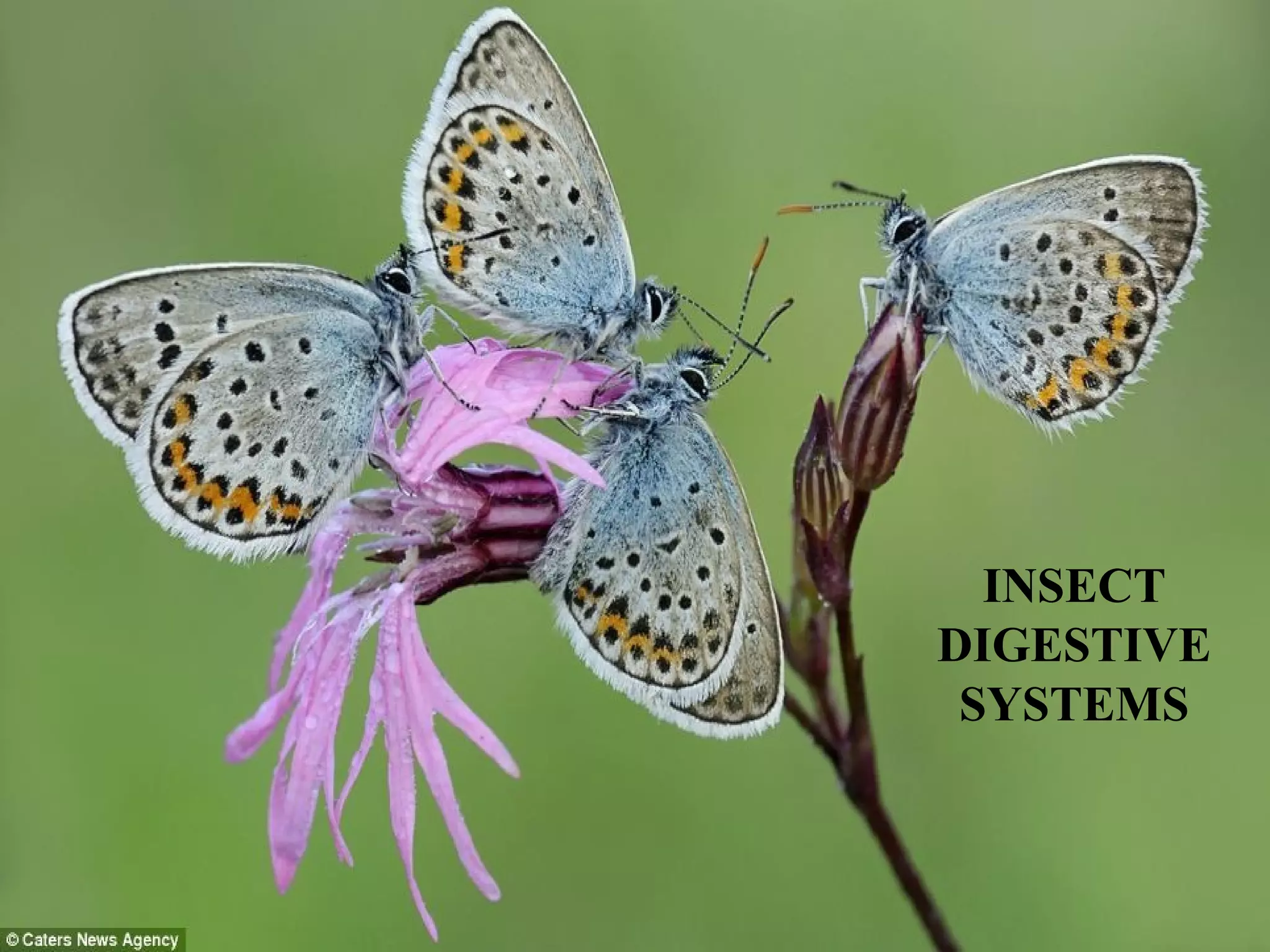 Digestive System of Insects | PPT