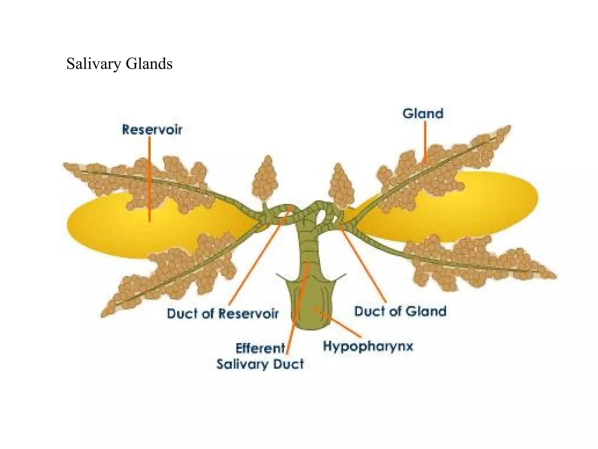 Digestive System of Insects | PPT