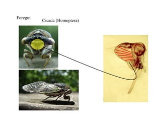 Digestive System of Insects | PPT